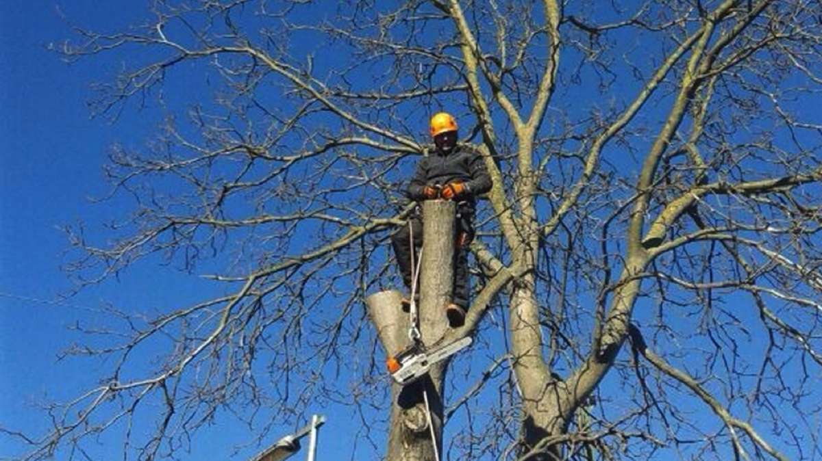 Gehölzpflege - Rodungsarbeiten