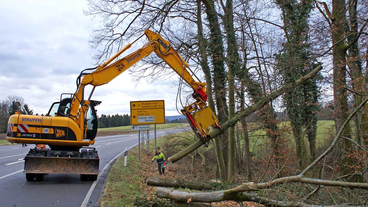 Gehölzpflege - Rodungsarbeiten