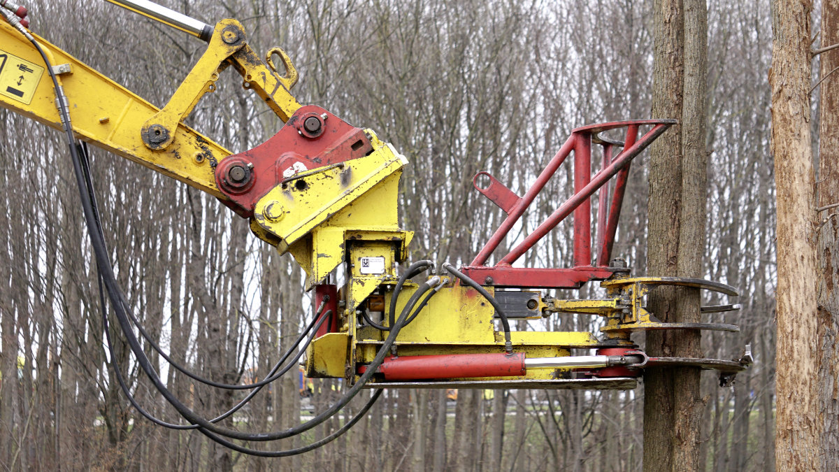 Gehölzpflege - Rodungsarbeiten