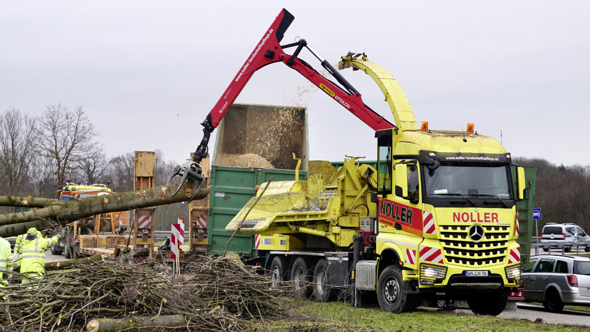 Gehölzpflege - Rodungsarbeiten